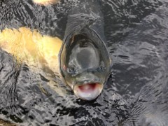 Home Aquaponics: Building An Endless Food Supply